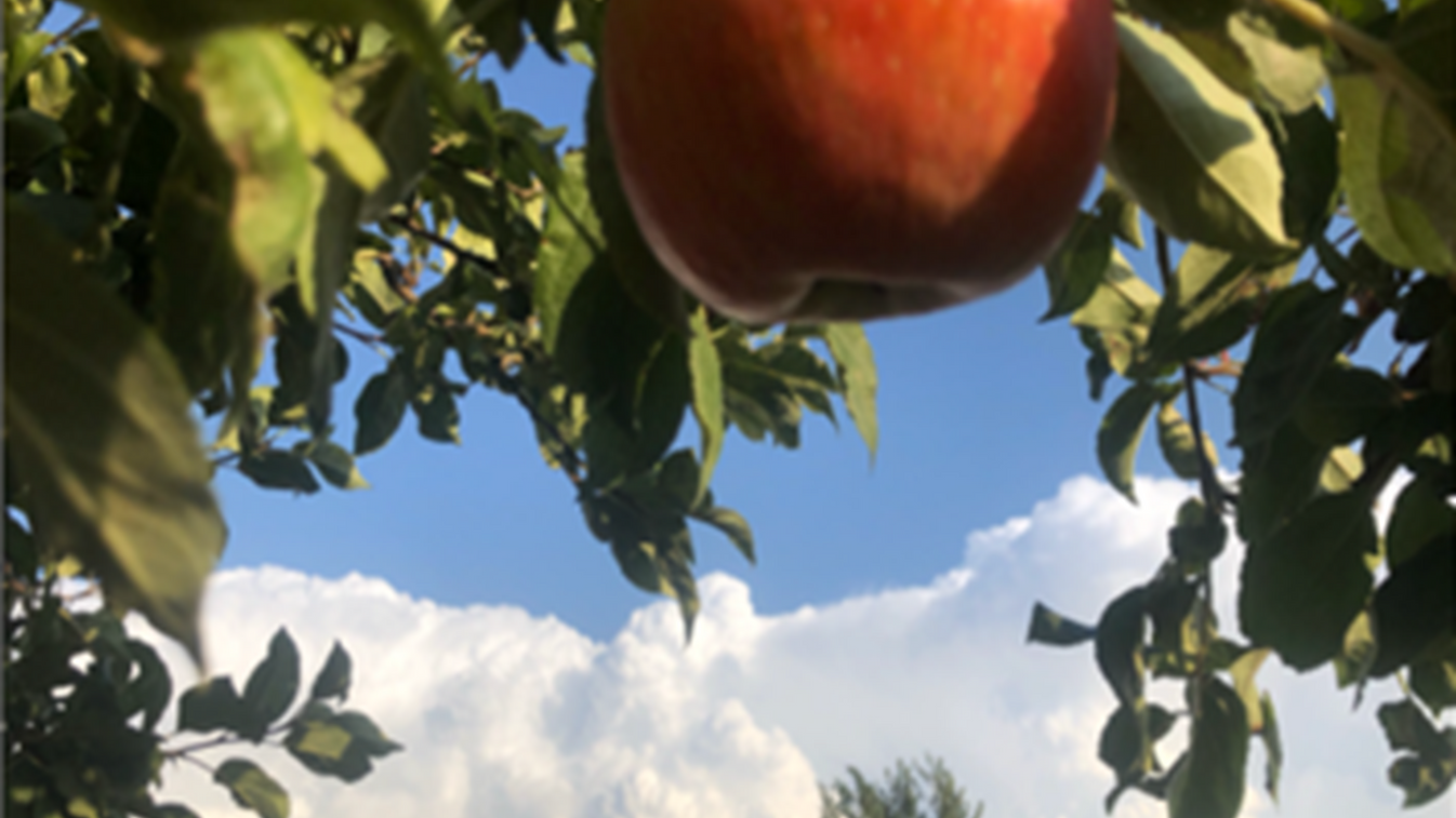 Zestar! – Ja-Grow Orchards